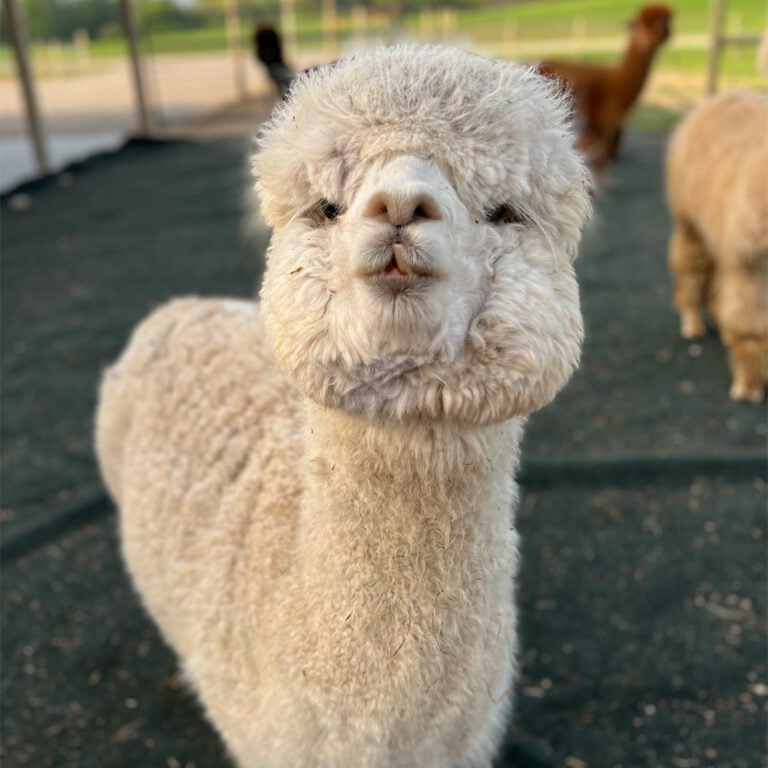 Meet the Alpacas of Cotton Creek Farms