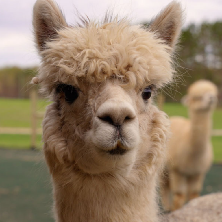 Alpacas for Sale in Michigan | Show & Pet Quality Available