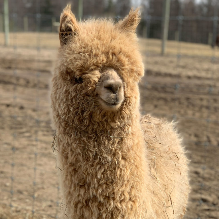 Alpacas for Sale in Michigan | Show & Pet Quality Available