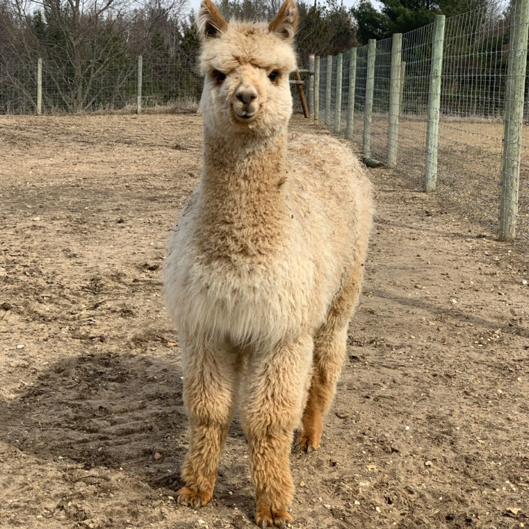 Alpacas for Sale in Michigan | Show & Pet Quality Available