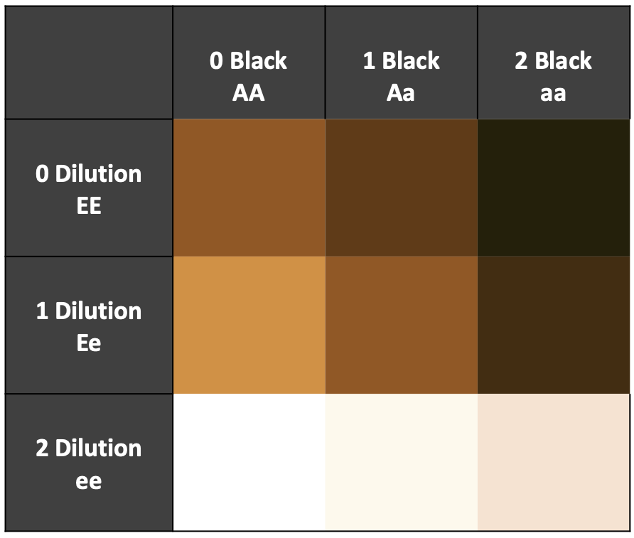 Color Genotyping of Alpacas: What We Are Learning