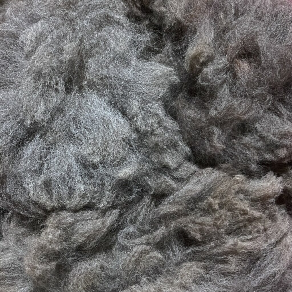 Anastasia Raw Alpaca Fiber in Medium Silver Grey - 1.4 Pounds