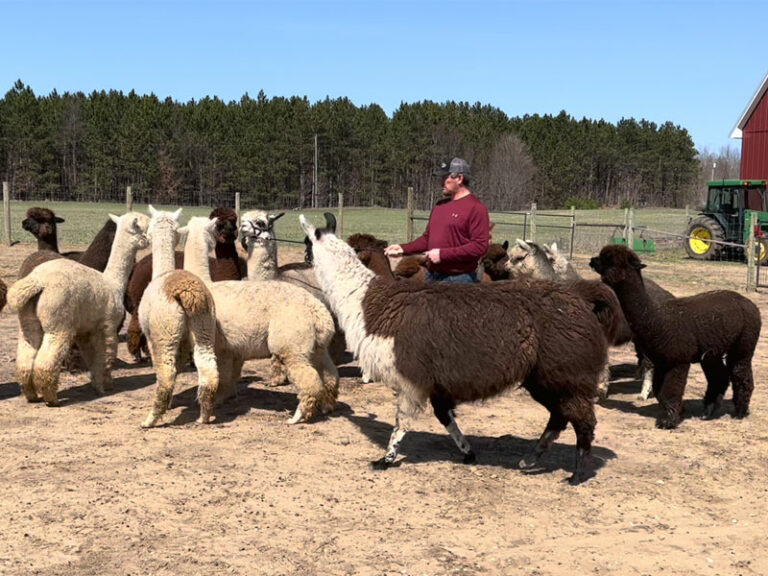 Why Alpacas Are the Quirkiest Animals You’ll Ever Meet