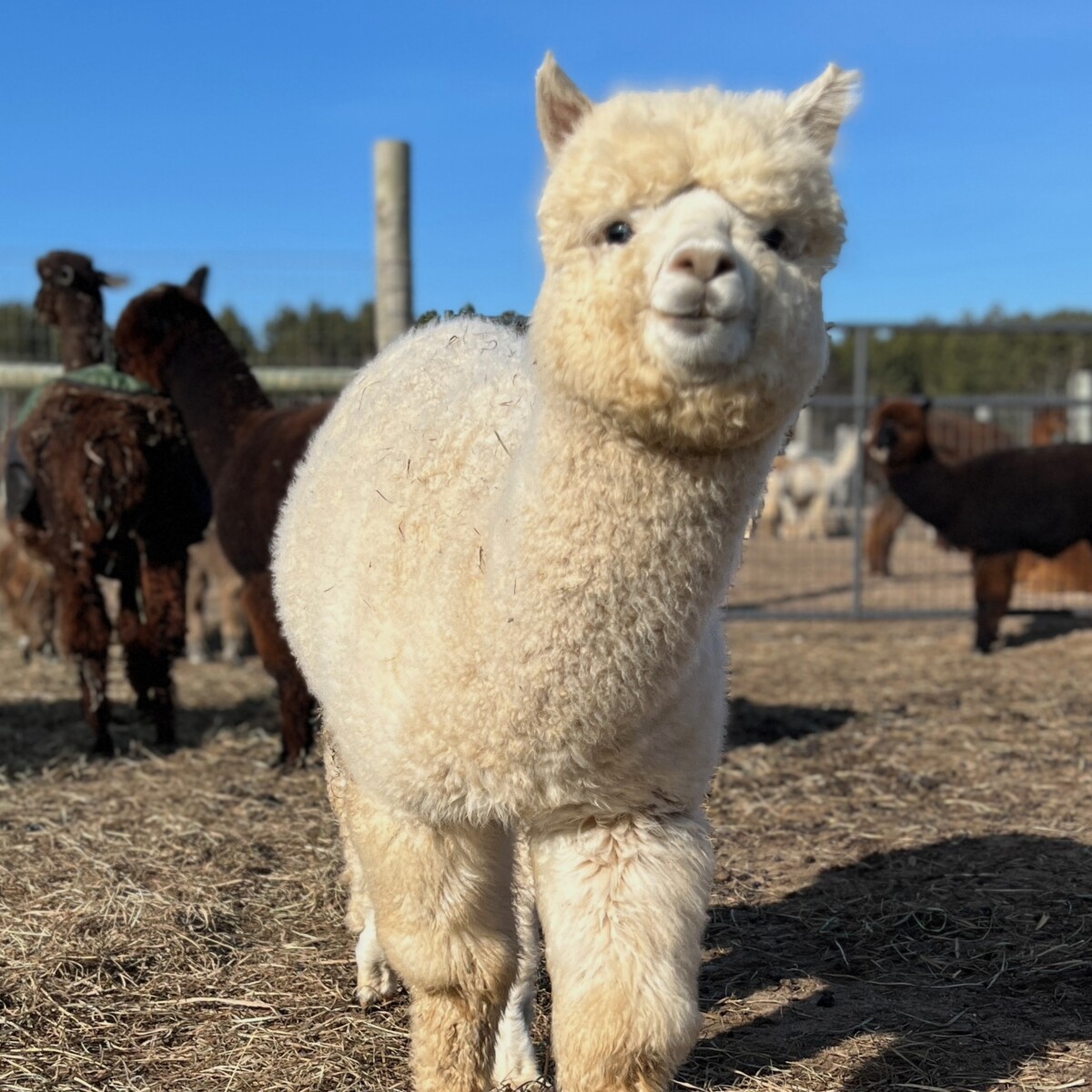 Alpacas for Sale in Michigan | Show & Pet Quality Available