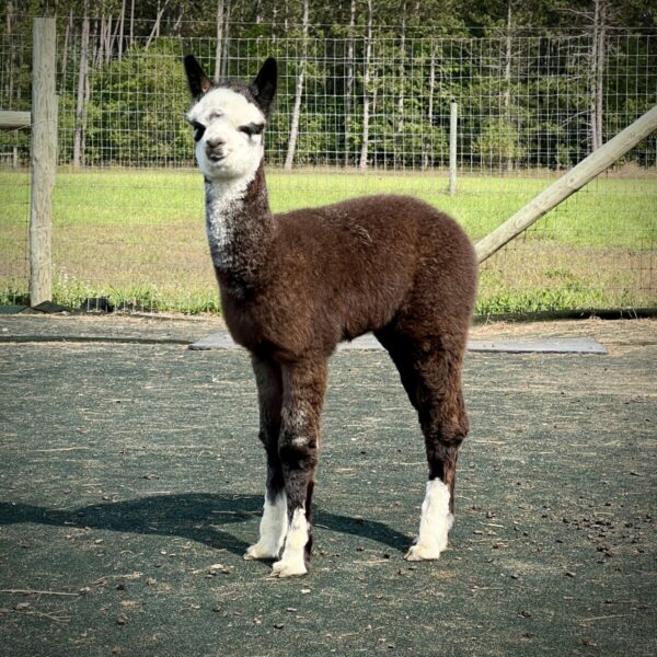Alpacas for Sale in Michigan | Show & Pet Quality Available