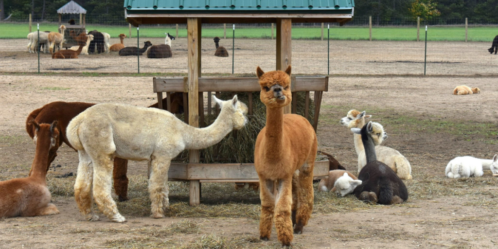 What to Know About Alpaca Shearing