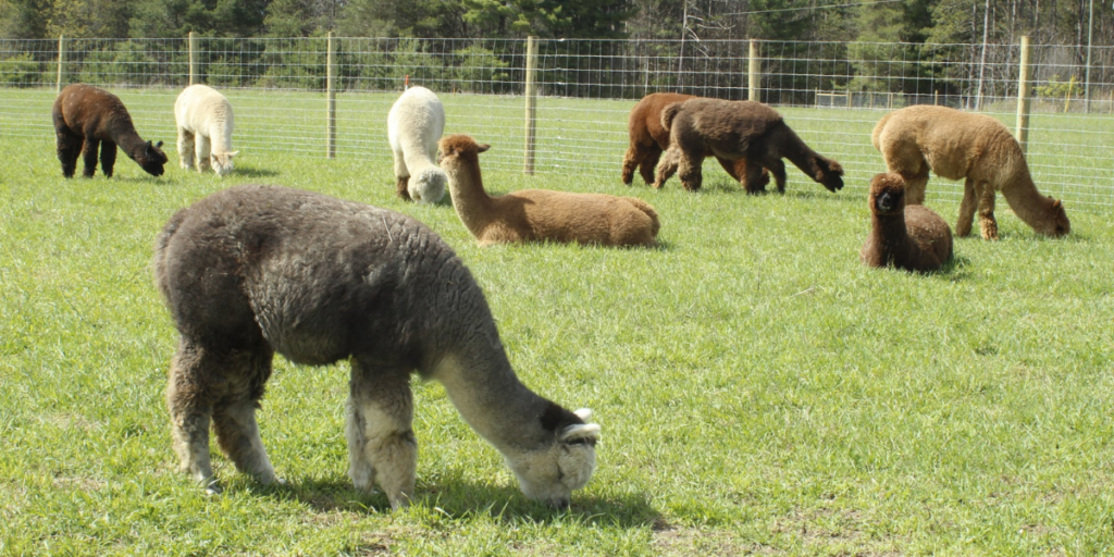 Alpaca Cost and Care: Understanding the True Cost of Alpaca Ownership